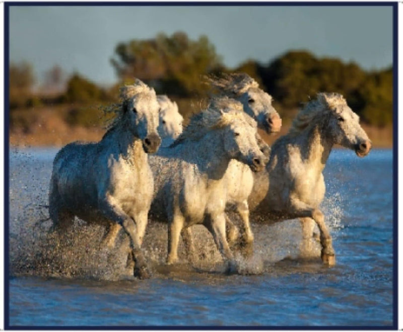 Four Horses running through water 36" panel by Quilting Treasures, 286 ...
